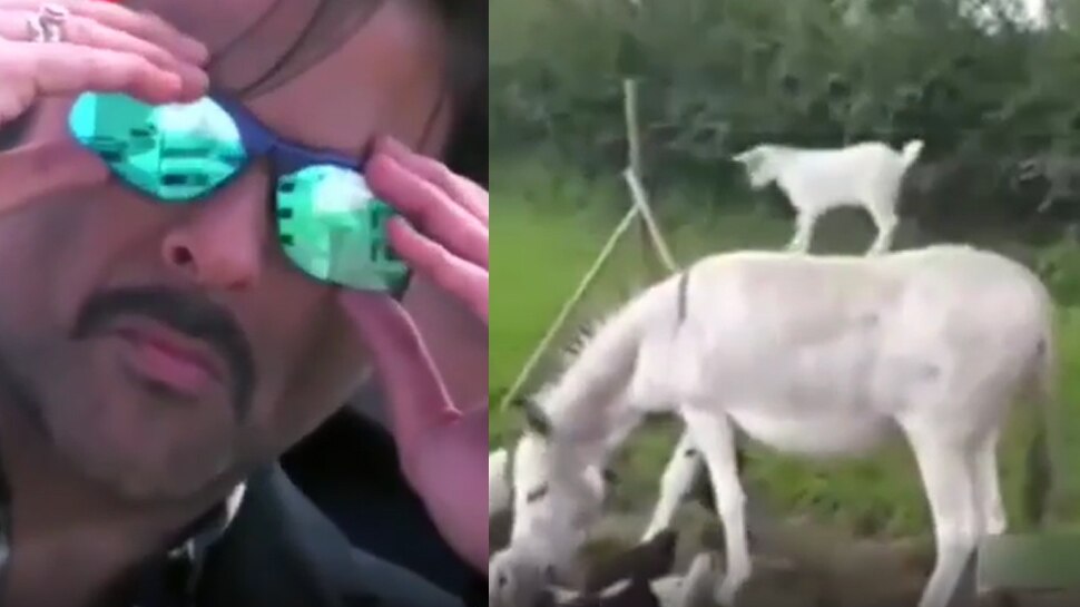 Lamb rides a donkey like this seeing Majnu Bhai will be remembered ...