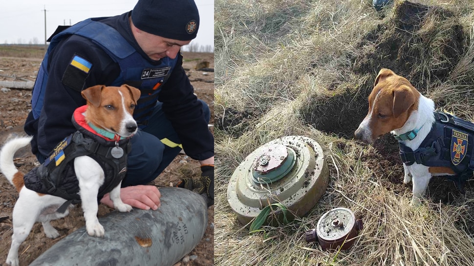 Meet Patron heroic bomb sniffing Ukrainian dog saved hundreds lives got ...
