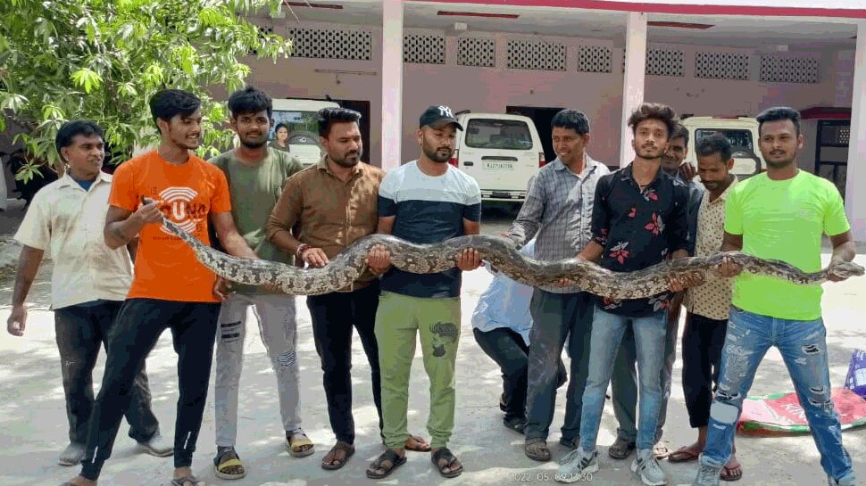 Python weighing 50 kg entered school in Banswara stirred up children ...
