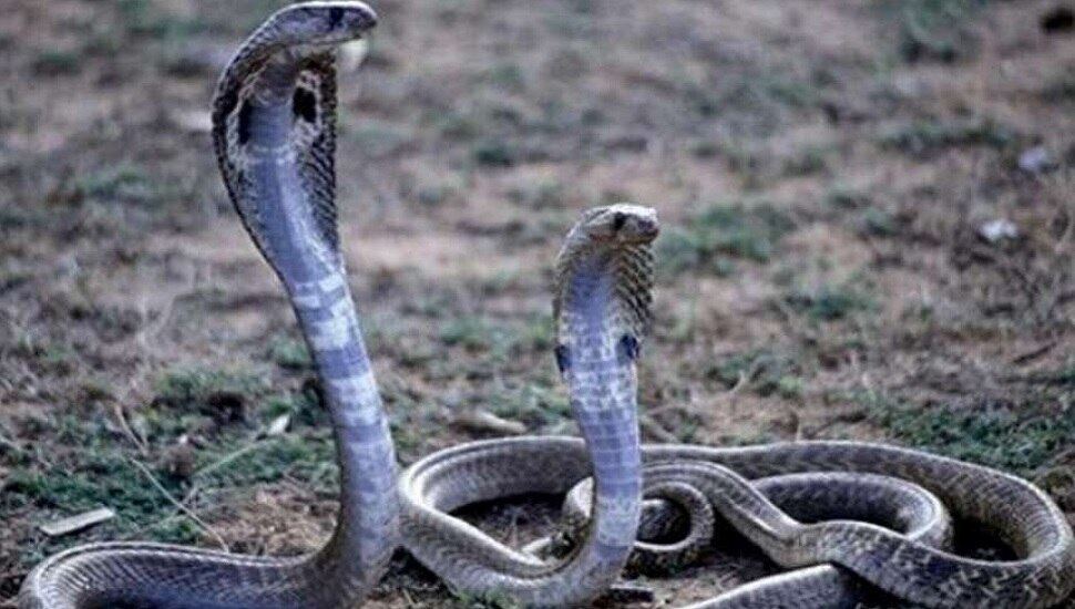 Nag Nagins true love story Nag sacrificed his life to save Nagin | नाग ...