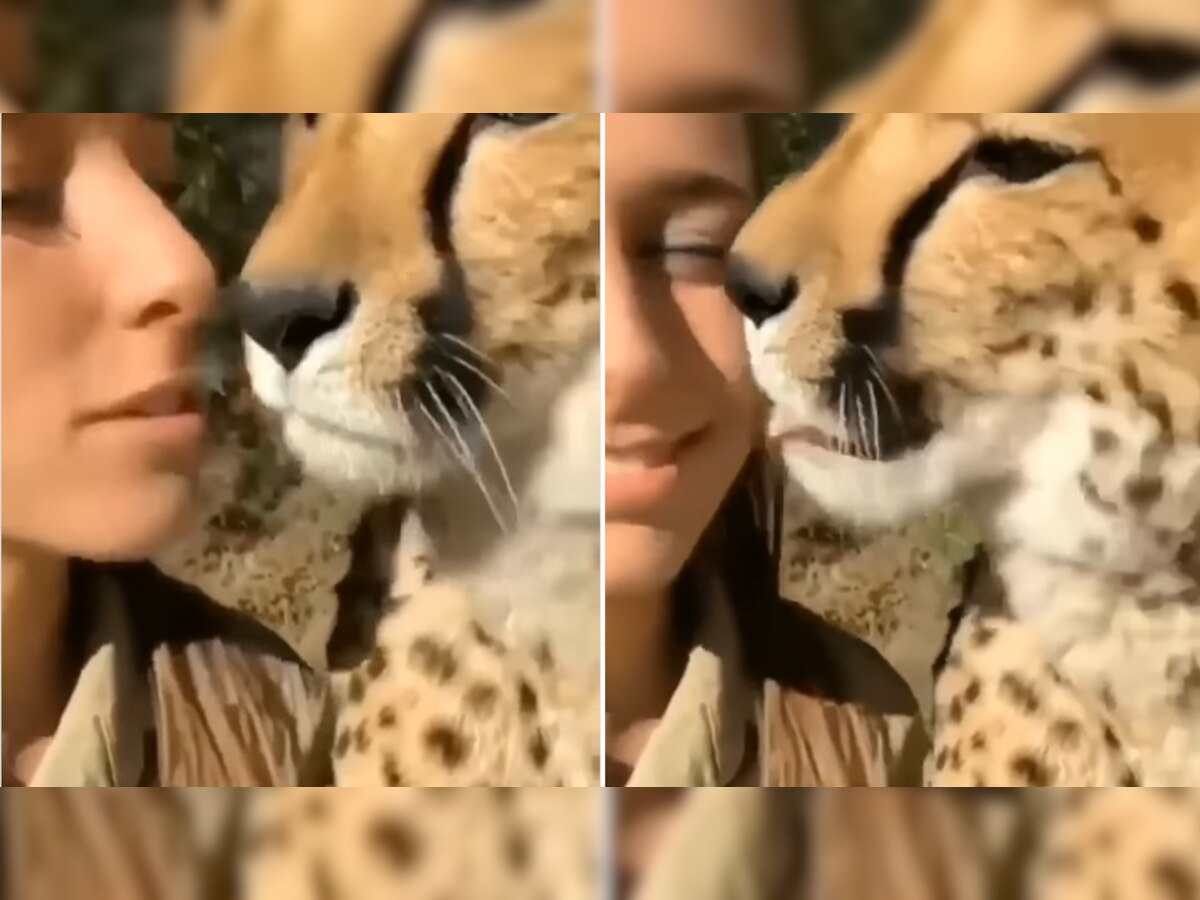 Shocking Video girl kissed the cheetah after that dreaded animal did this | लड़की ने चीते को कर ...