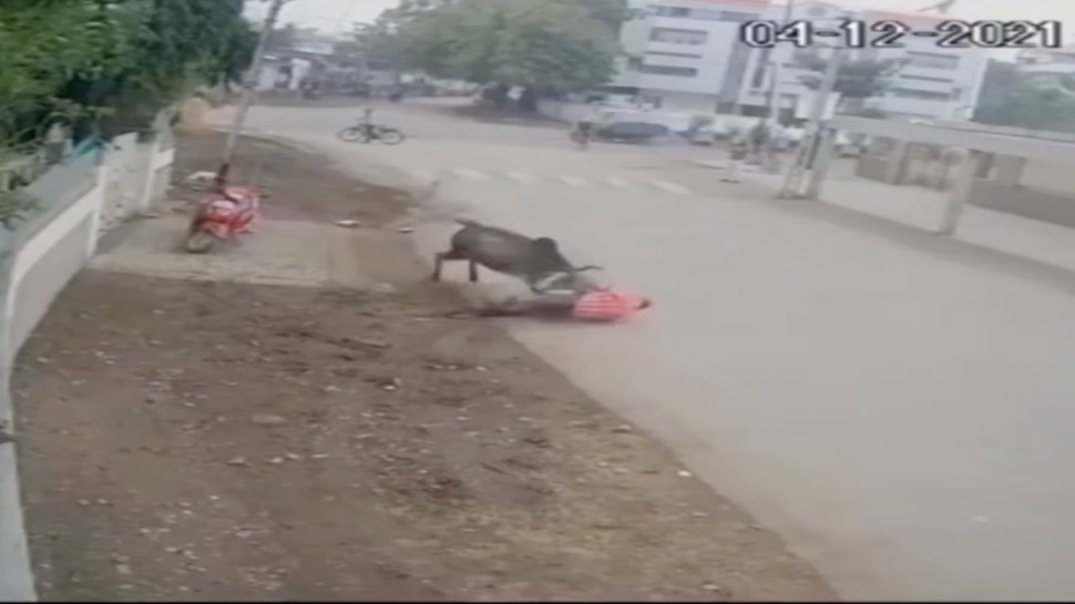 Angry bull trampled the man slammed on the road and then started ...