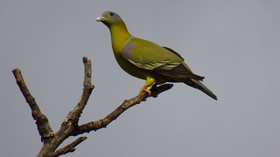 Hariyal does not keep its feet on the ground all its life know how it ...