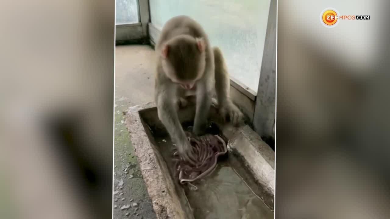 viral monkey video washing clothes rubbing water people love cute ...
