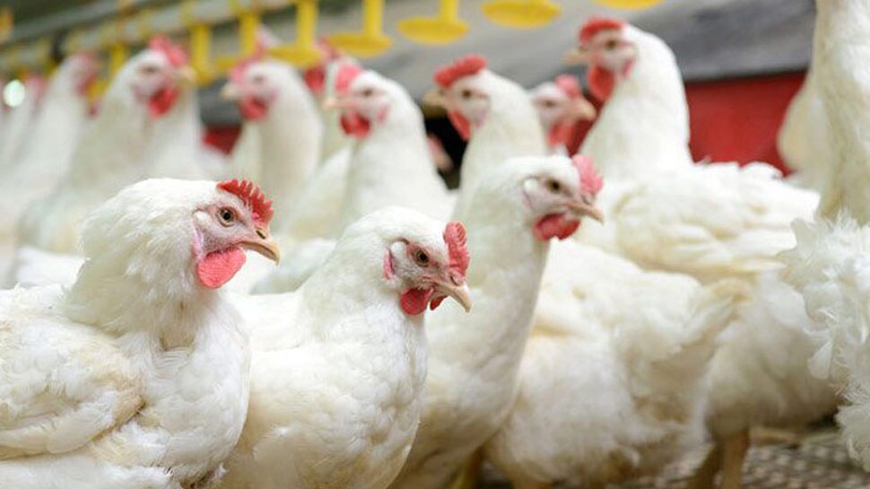 Chicken Price In Pakistan Know The Reason For Increase In Price Of