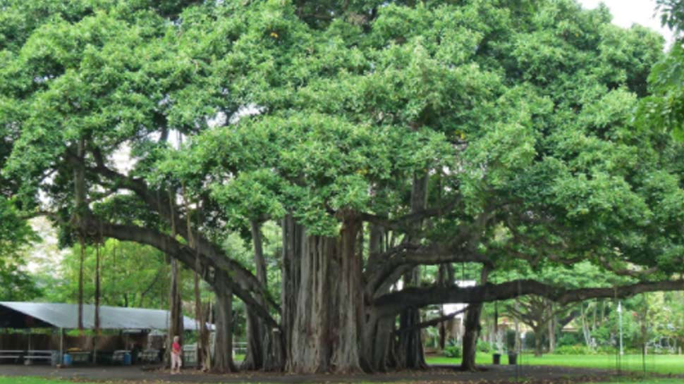 Vat Savitri 2022 brahma resides in root of banyan tree vishnu in center ...