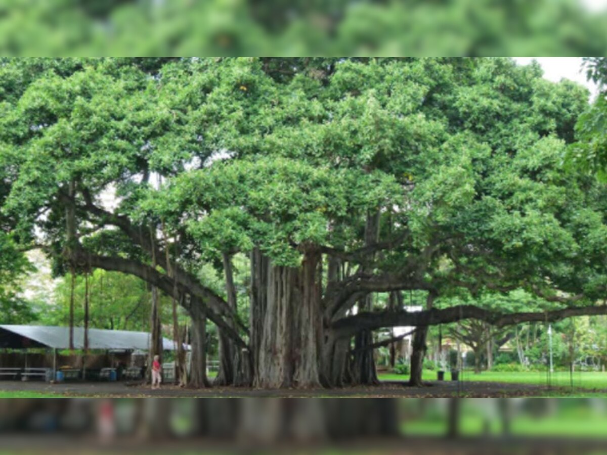 Vat Savitri 2022 brahma resides in root of banyan tree vishnu in center ...