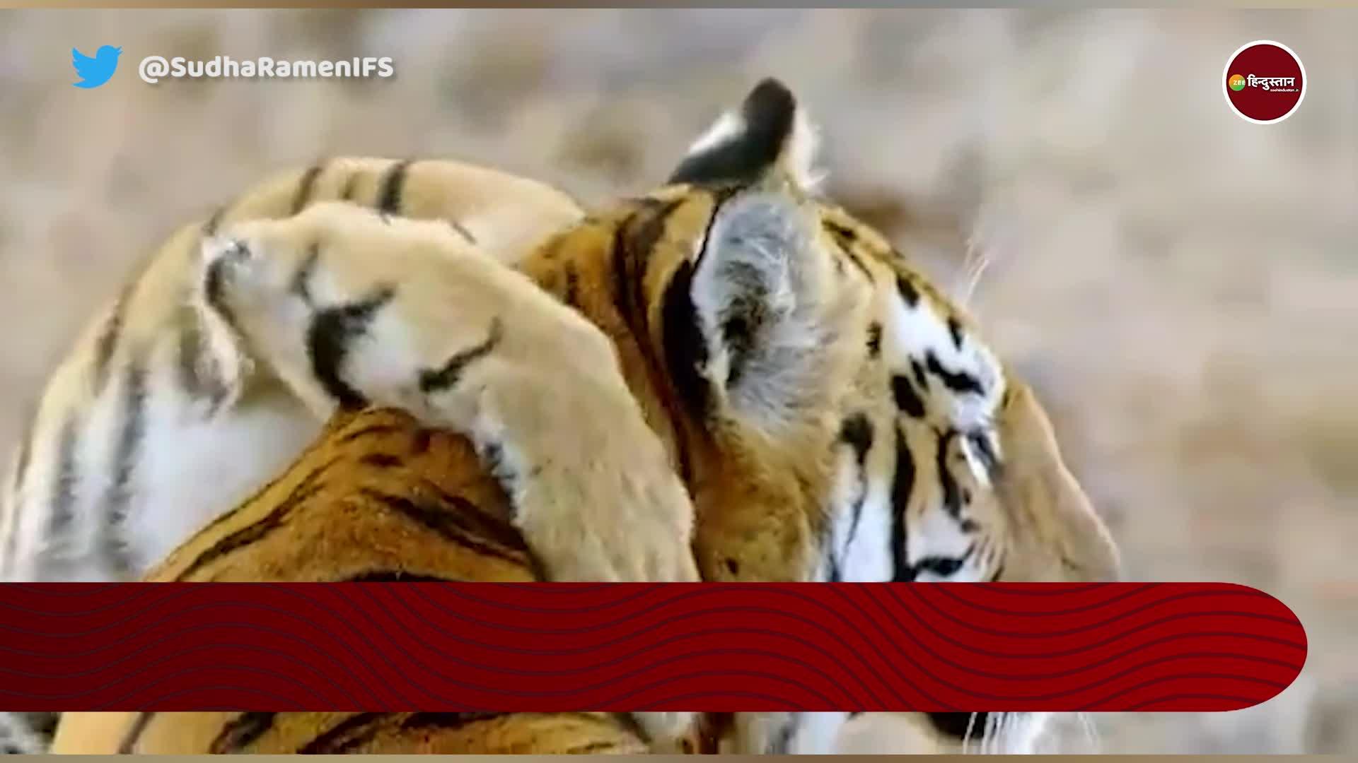 viral video of tigers cub loving hugging each other | बाघ के बच्चे ने ...