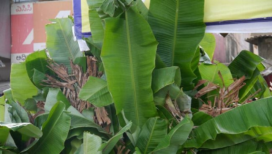 Kela Ped Pooja vidhi know how to do Puja of banana tree mantra parmpra ...