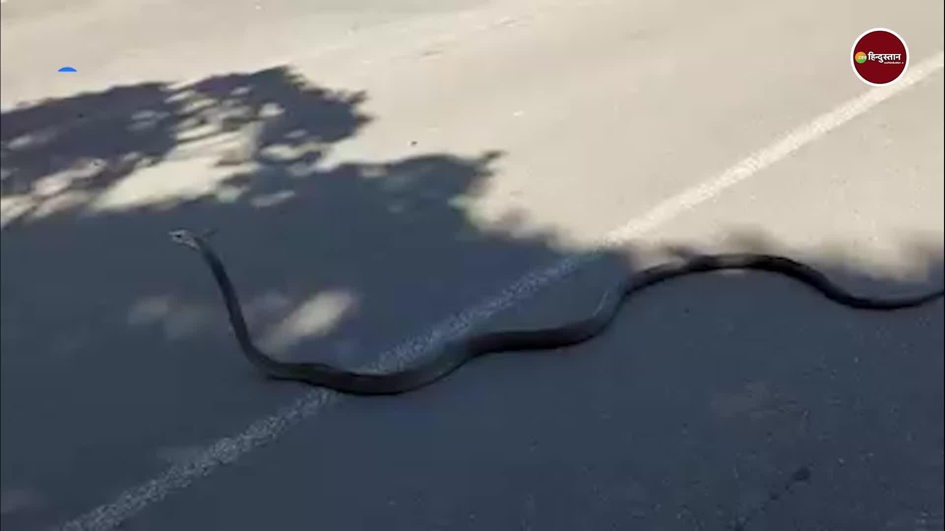 giant snake fell on the windscreen of car watch shocking viral video ...