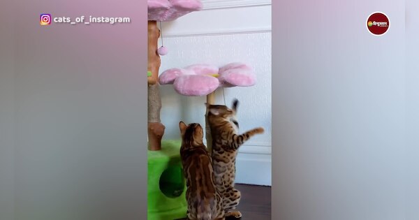 trending viral video of cats preforming pull-ups like a pro | दो ...