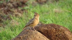 Cycas Lark Hindi News: Cycas Lark की ताज़ा खबरे | Cycas Lark ब्रेकिंग ...