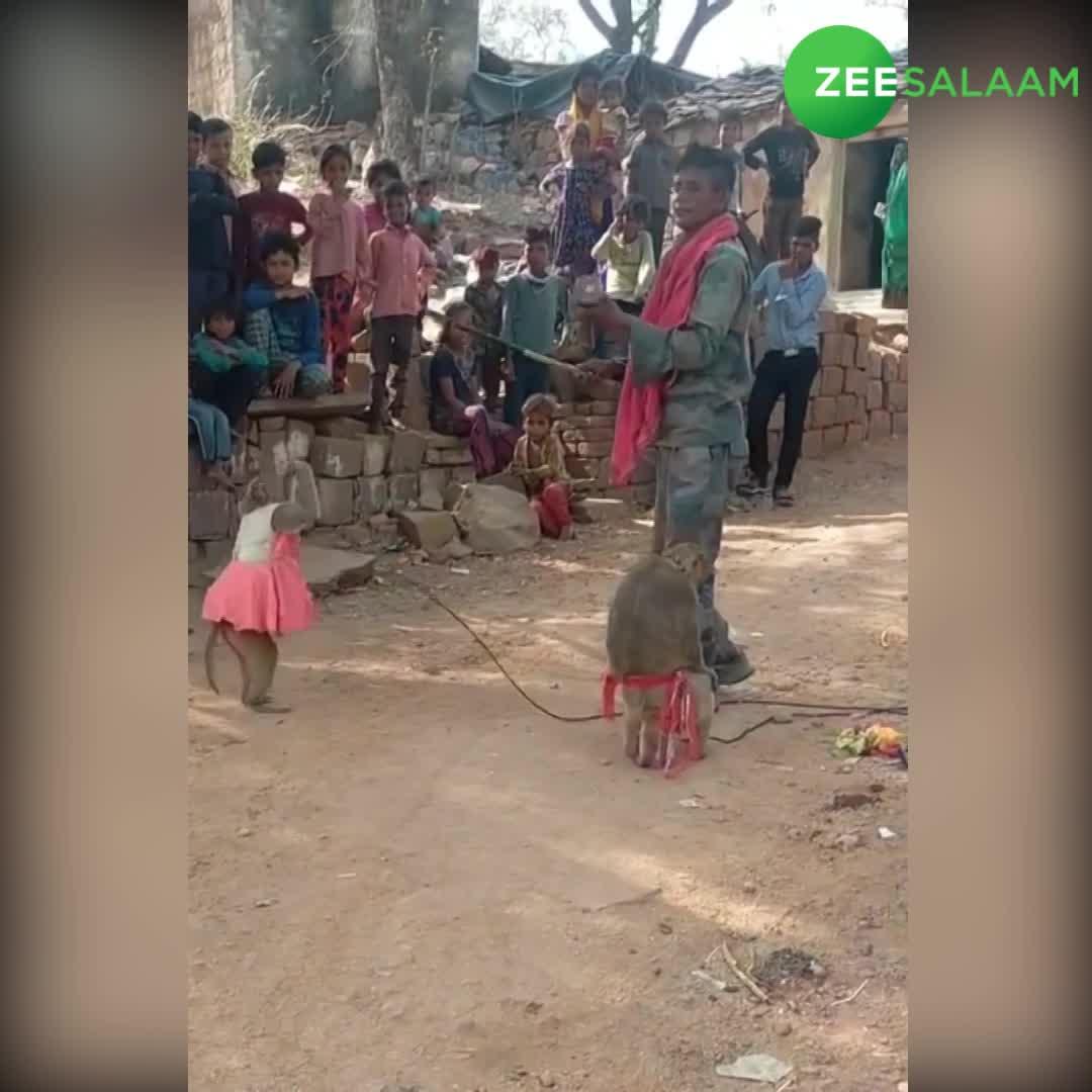 Monkey dance video is gone viral, have a look | Video : मदारी ने नचाया ...