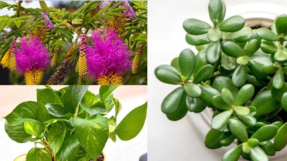 vastu tips for happiness prosperity crasula sami and money plant plants ...
