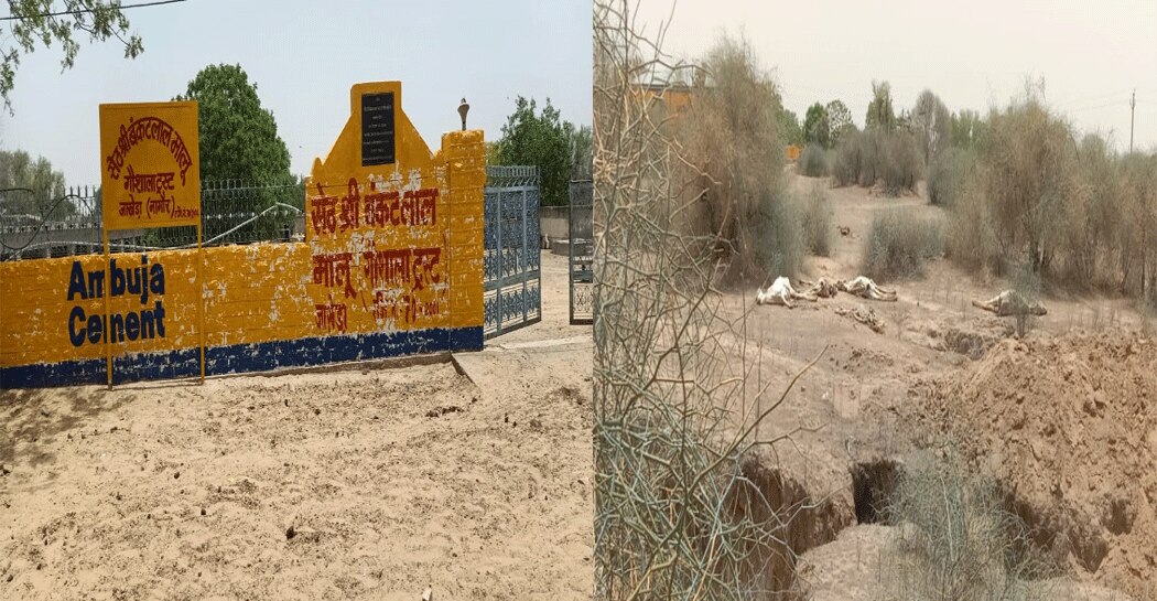Rotten fodder was served to cows in 20 year old cowshed 100 cows died ...