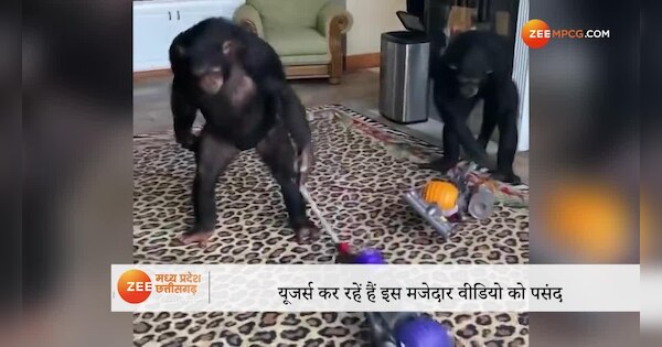 viral funny Monkeys clean house together people love love monkeys smart ...