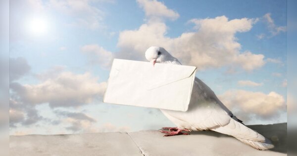 Why did pigeons carry letters and messages why not any other bird Know ...