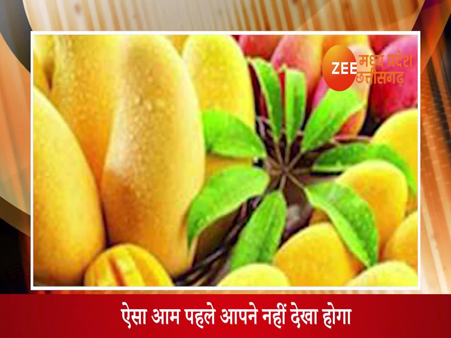 Mango Noorjahan of Madhya Pradesh in great demand rate reached in ...
