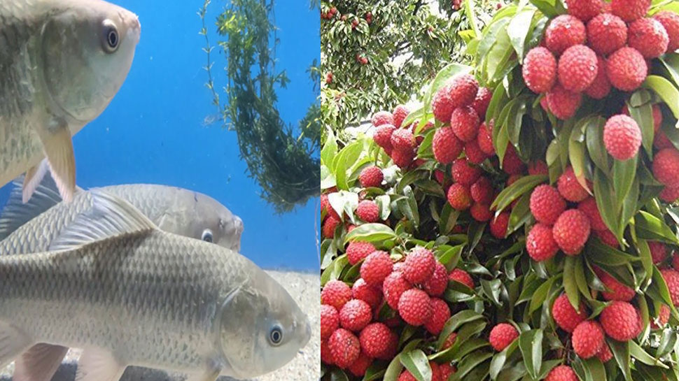 Bihar fish will be healthy from litchi kernels | बिहार में अब लीची के ...