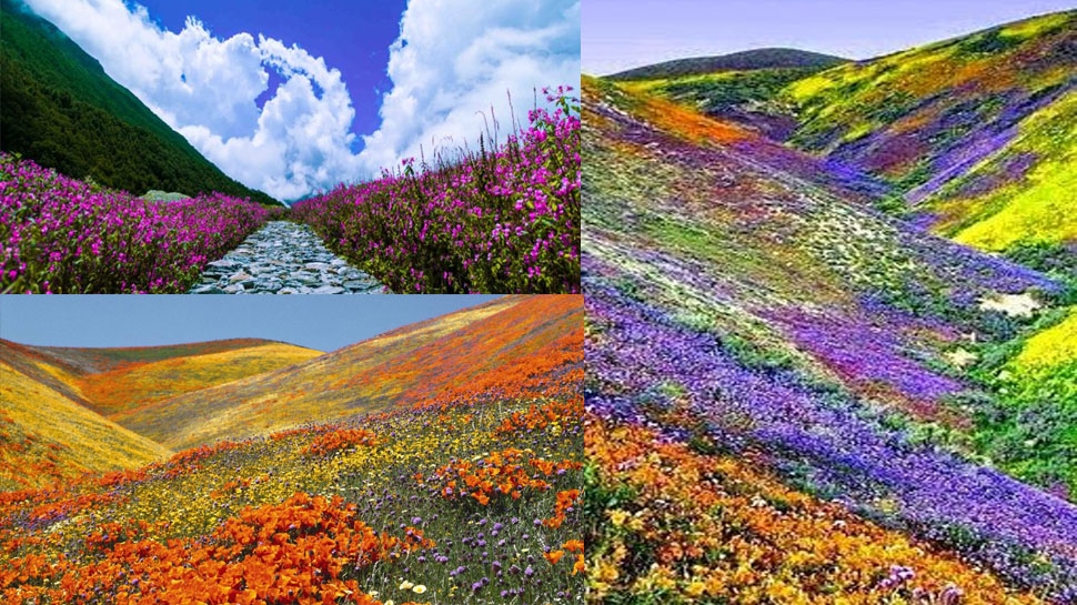 Valley of Flowers open for tourists check latest photos here | Valley ...