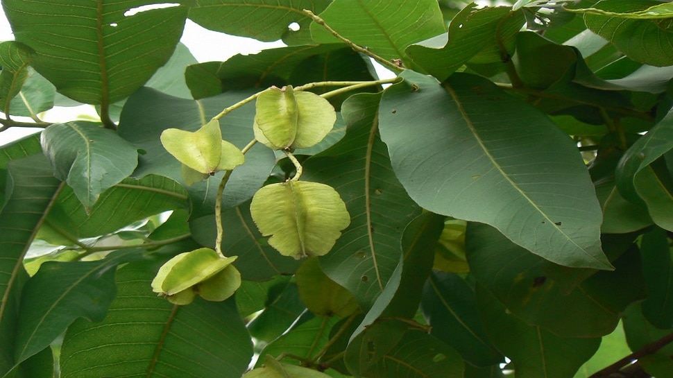 arjun phal benefits for your health arjun fruit benefits for bones and ...