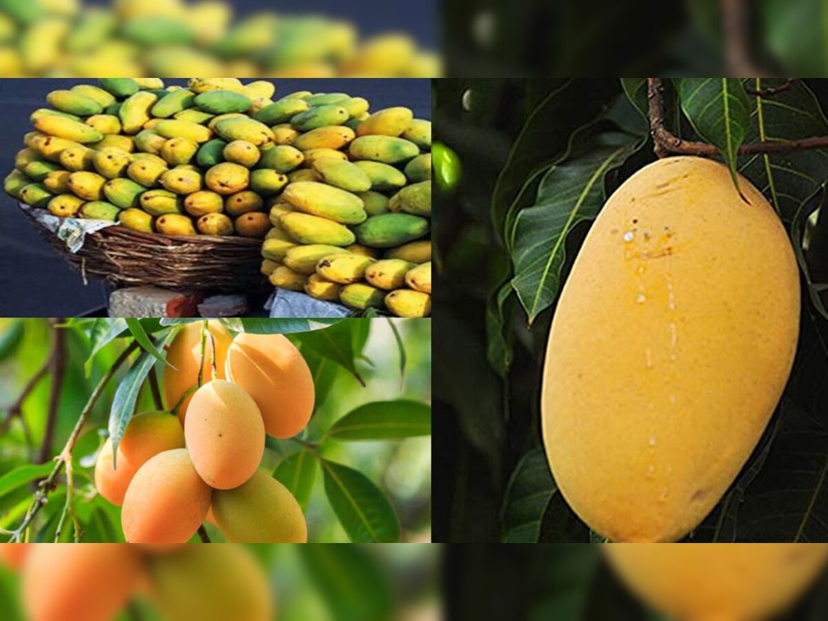 know different varieties of mango and many name in india like dasheri ...