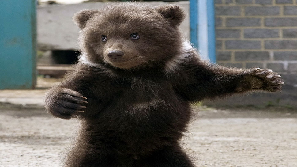 viral dancing baby bear trending on internet people fan of bears ...