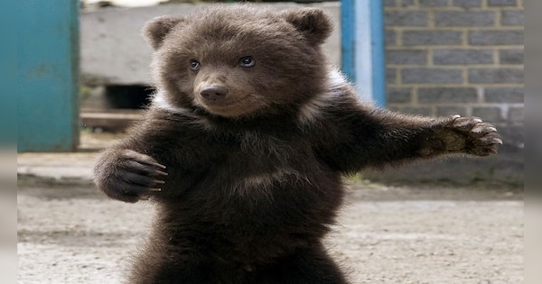 viral dancing baby bear trending on internet people fan of bears ...