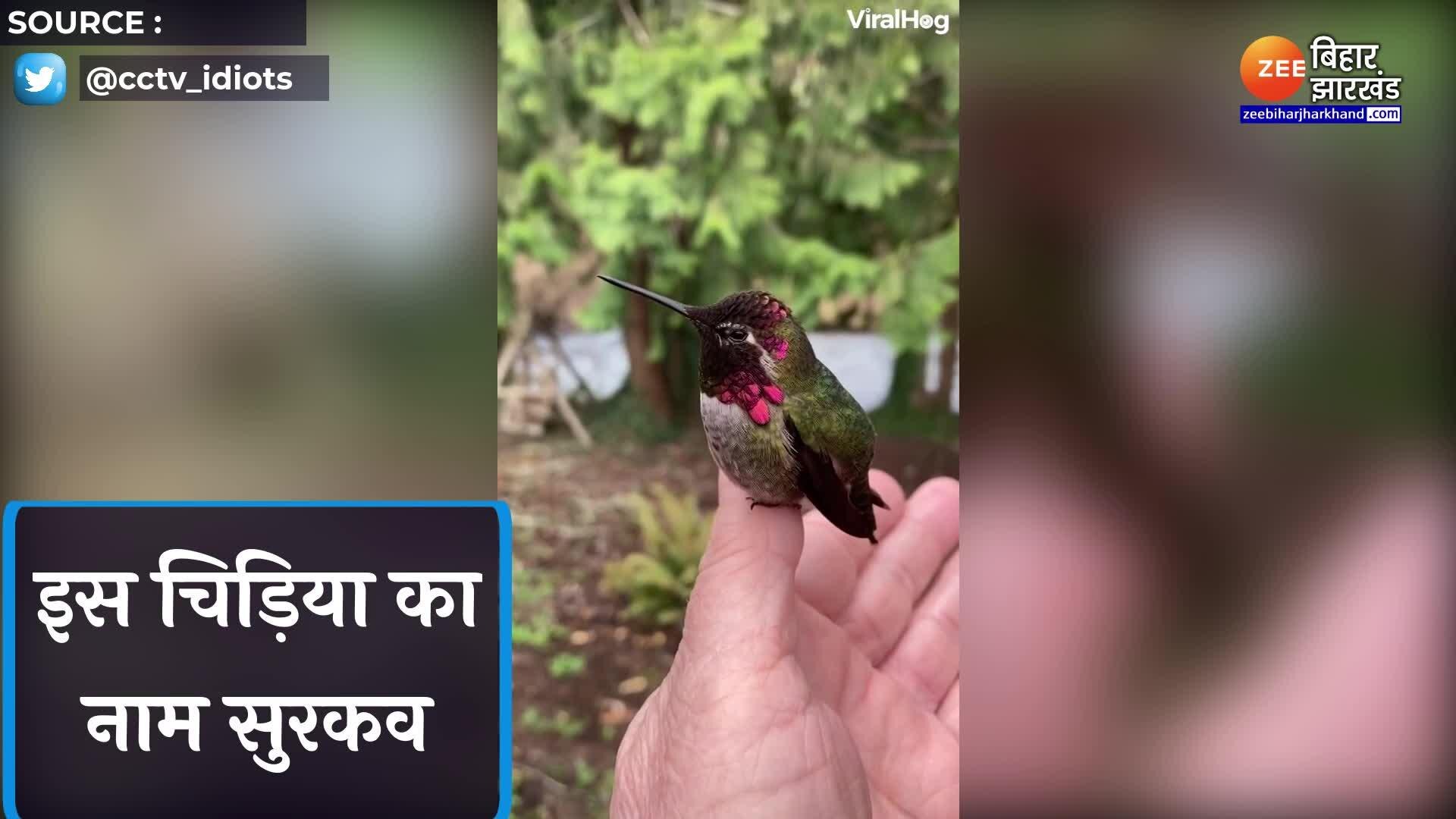 This bird changes its color every second watch this amazing video | हर ...