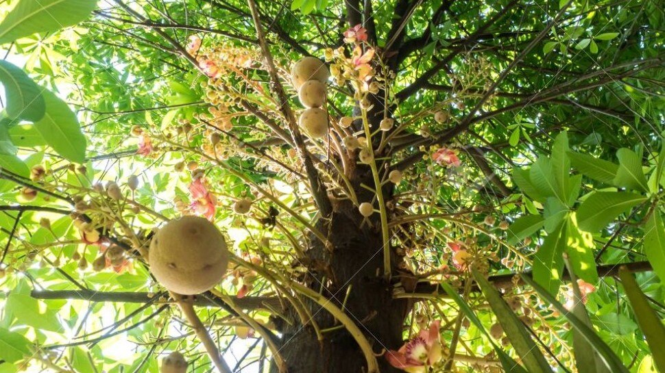 Environment Day 400 year old tree Dugli village Dhamtari villagers ...