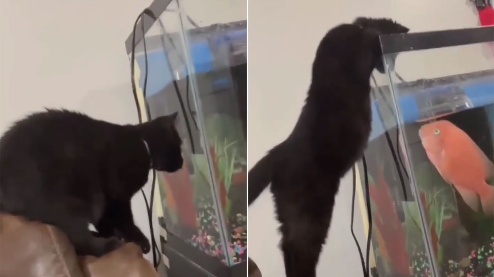 viral video of cat hunting fish in aquarium but fish aggressive ...