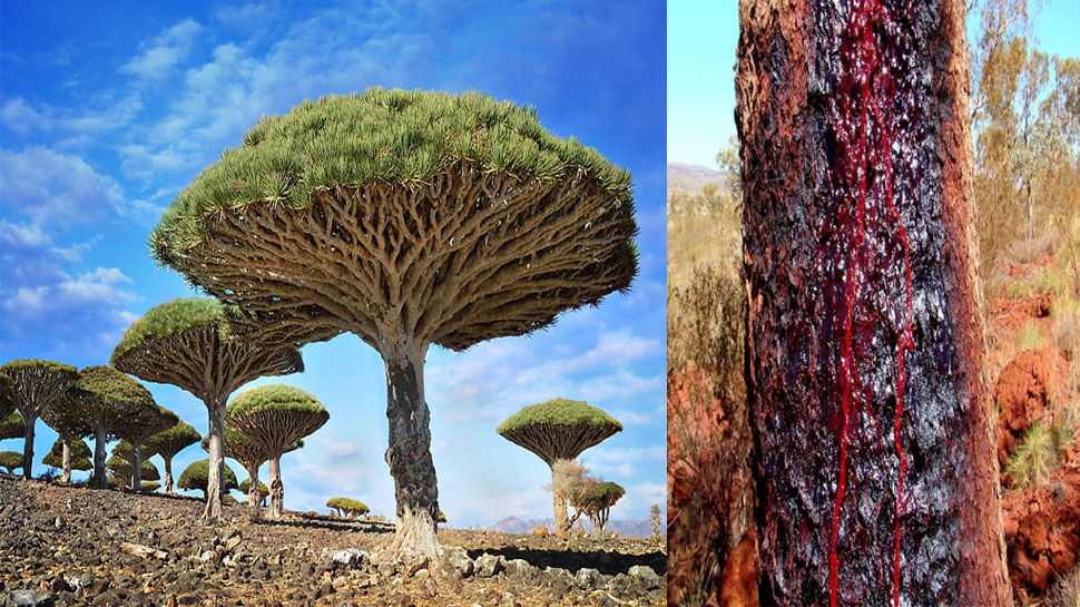 trending dragon blood tree photo blood red stem while cutting tree ...