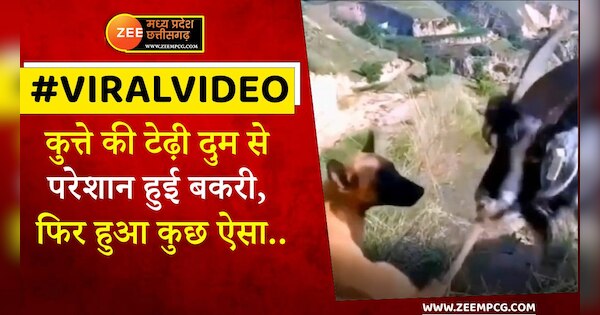 viral funny video goat bites tail dog people see fight video goat and ...