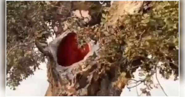 viral video Fire inside tree damage due to falling sky lightning ...