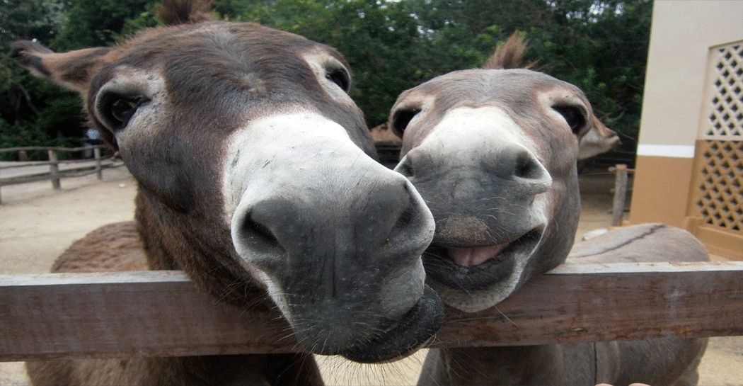 Learn to live from a donkey you will be happy yourself and your partner ...