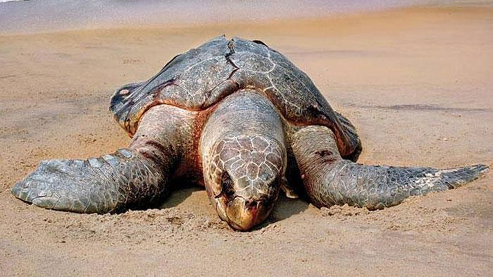 giant tortoise from a species believed extinct a century ago Fernandina ...