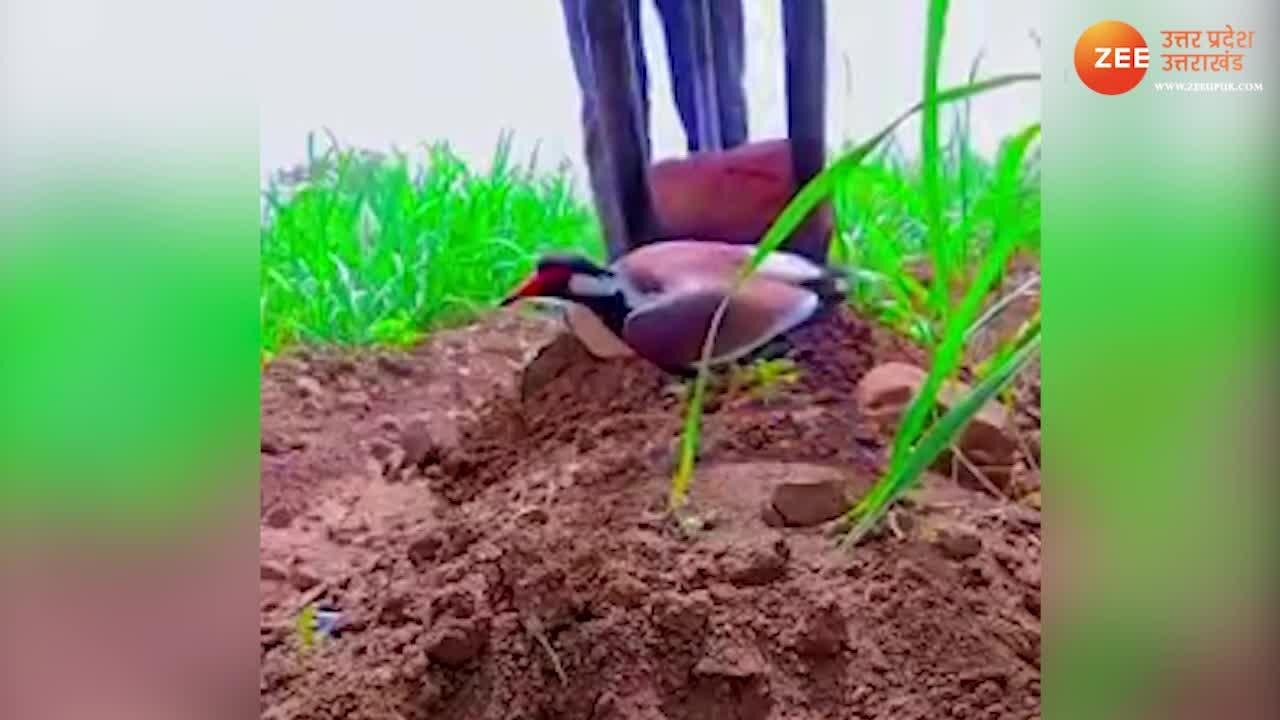 Quail stood in front of death to protect eggs video goes viral on ...