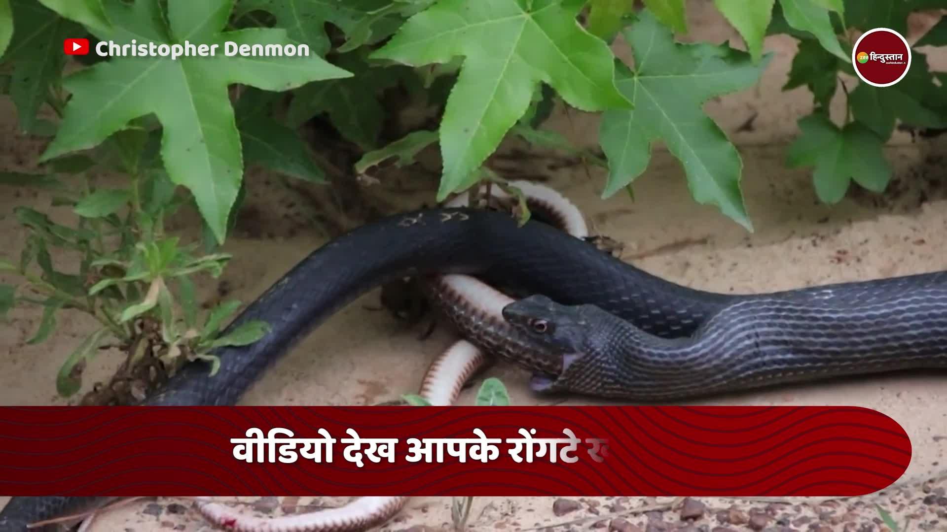 shocking video of snake vomiting out another snake | जब सांप ने मुंह से ...
