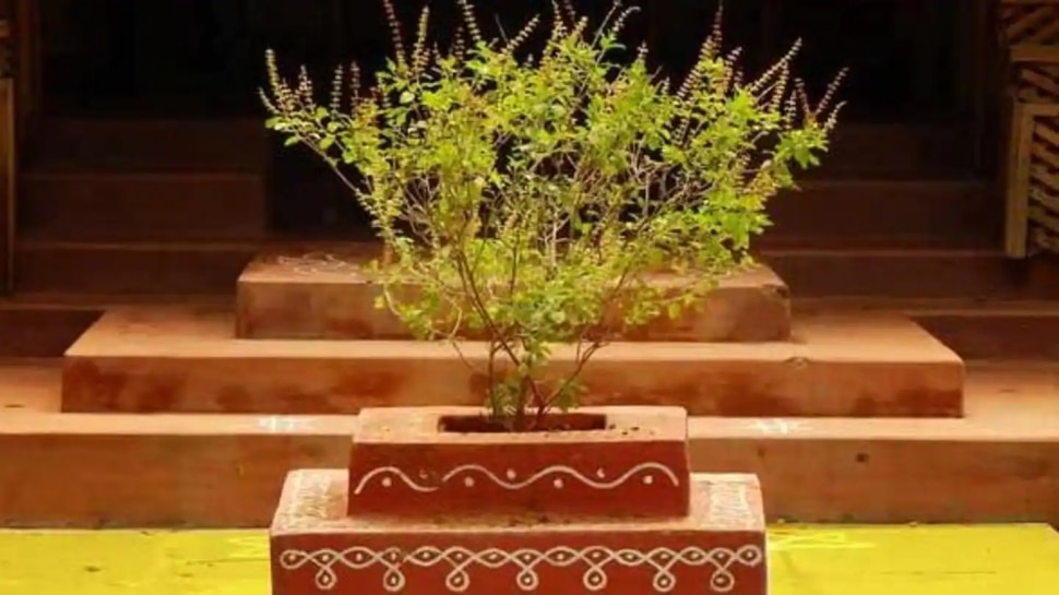 vastu tips for tulsi plantation Plant black datura and Shami at home ...