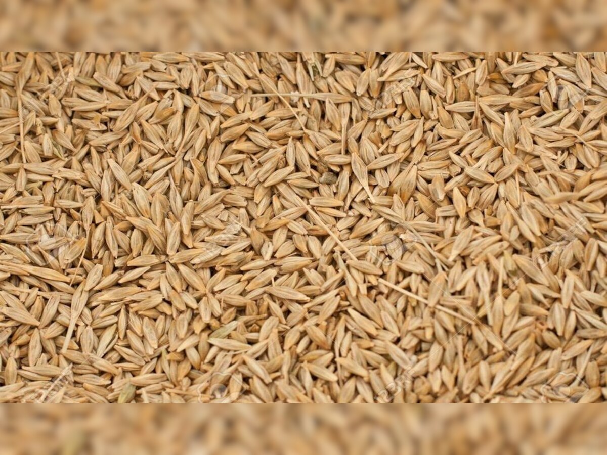 Jau Remedies: जौ के इतने चमत्कारों के बारे में नहीं जानते होंगे आप ? इन ...