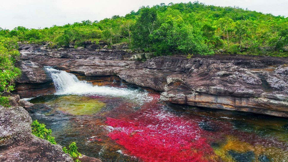 Cano Cristales a unique river in which water of five colors flows River ...