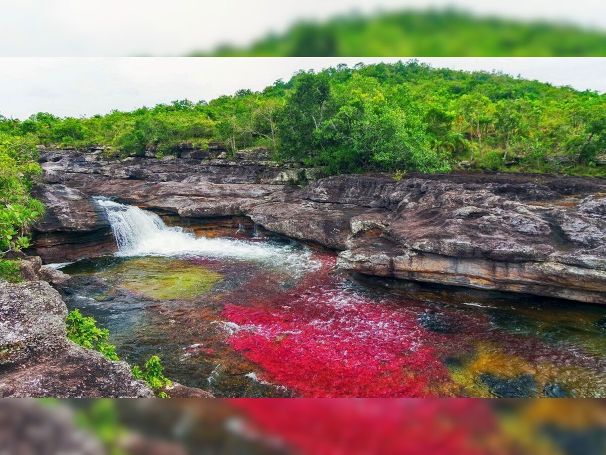 Cano Cristales a unique river in which water of five colors flows River ...