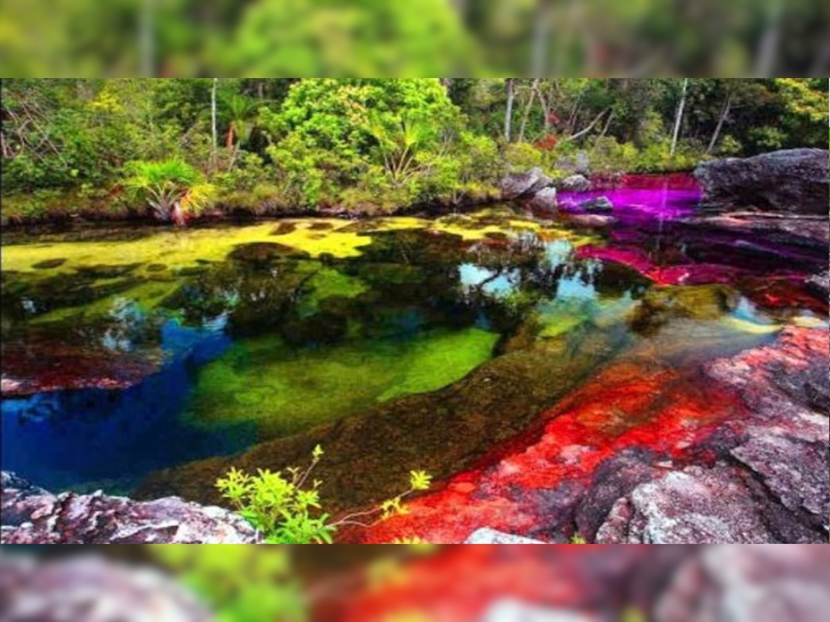 Cano Cristales a unique river in which water of five colors flows River ...
