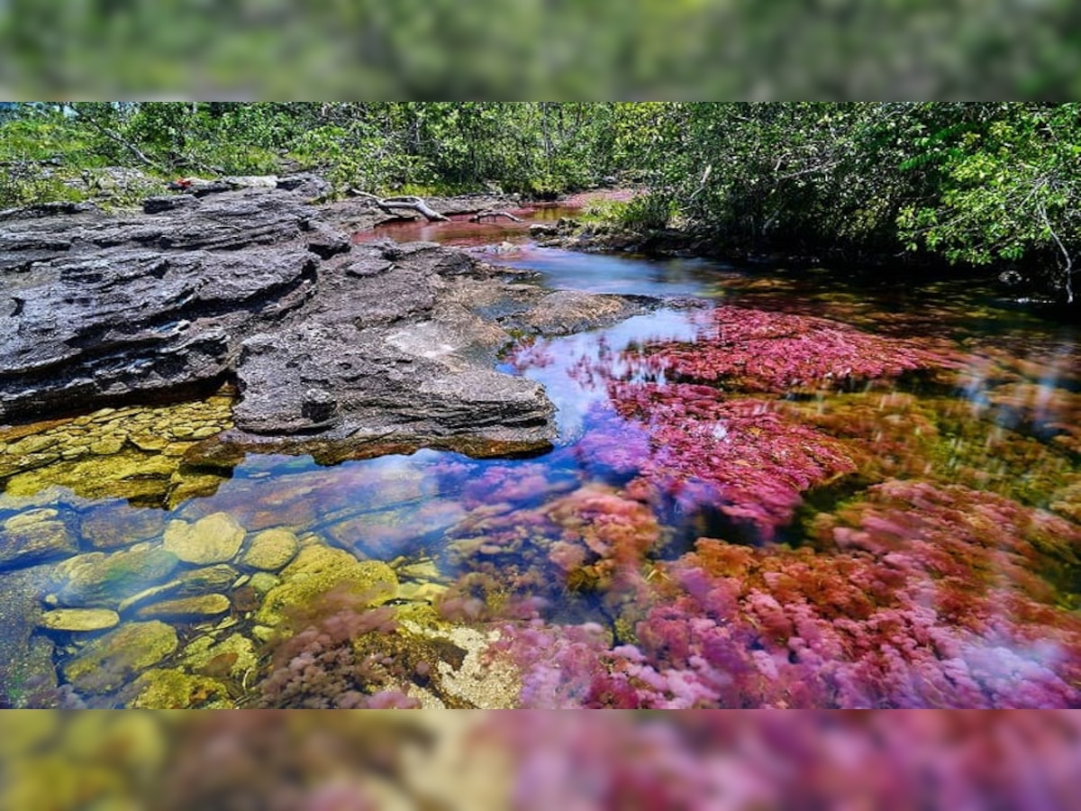 Cano Cristales a unique river in which water of five colors flows River ...