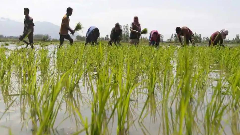 Paddy sowing will start in Punjab, farmers make preparations | ਪੰਜਾਬ ਦੇ ...