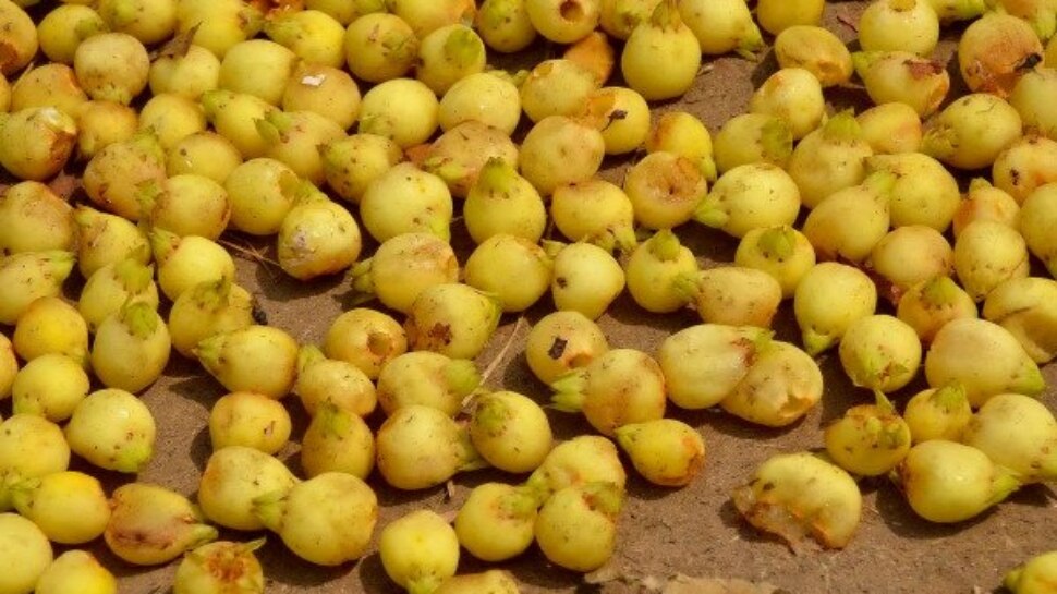 mahua eating benefit mahua ke fayde liquor made from mahua sdmp | शराब ...