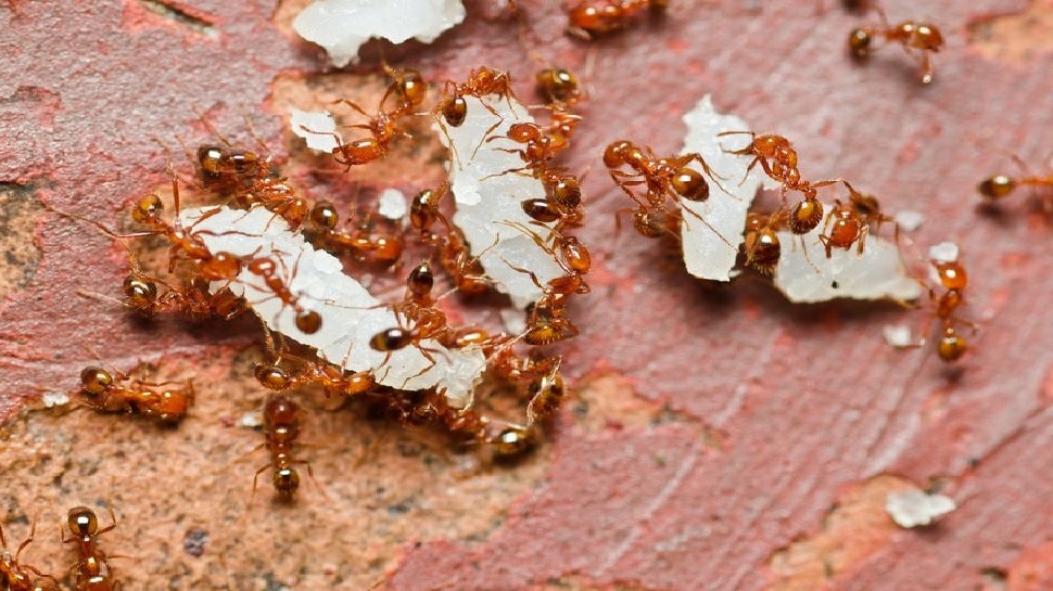 Use Lemon and black peppers as home remedies of red ants remove | ଆପଣ ...