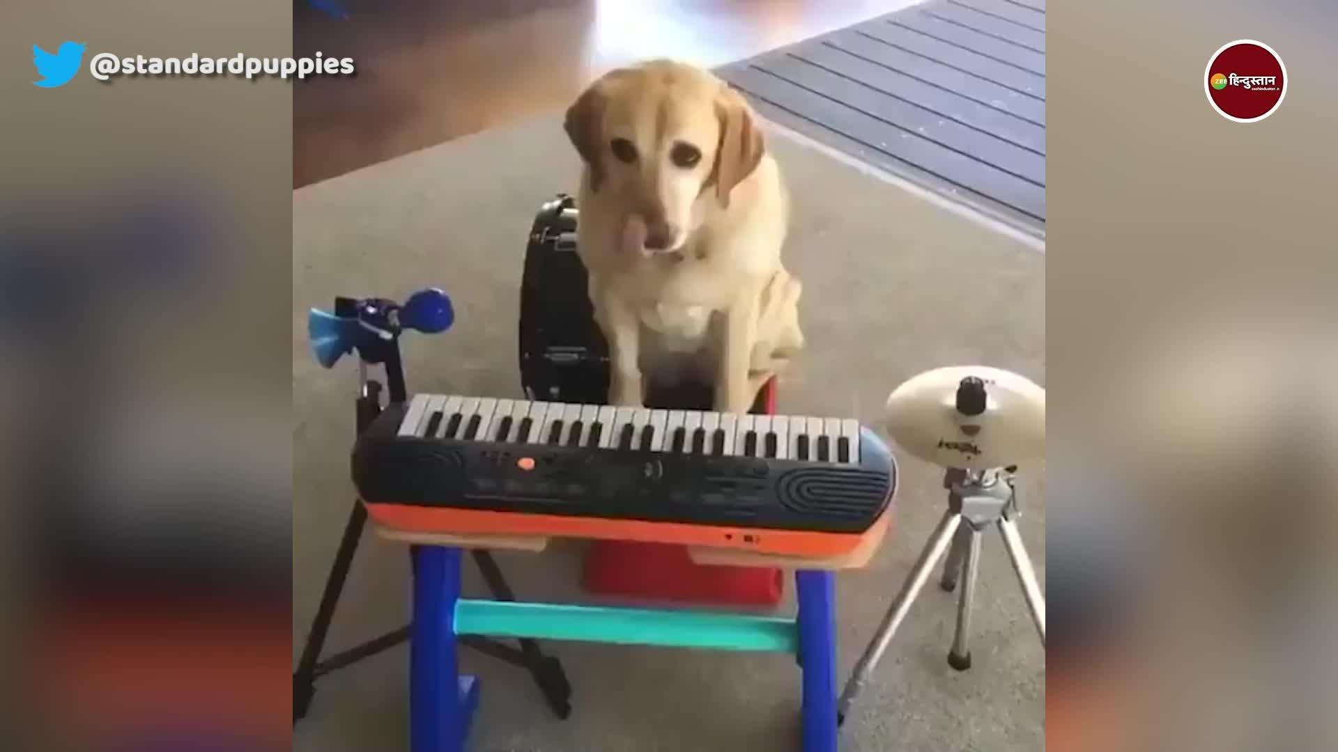 viral video of dog playing piano and Drum Set | ड्रम सेट और पियानो के ...