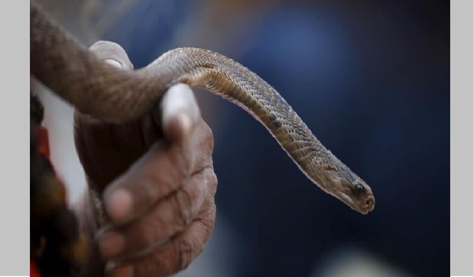 banda when snake bite person immediately took revenge killed snake and ...