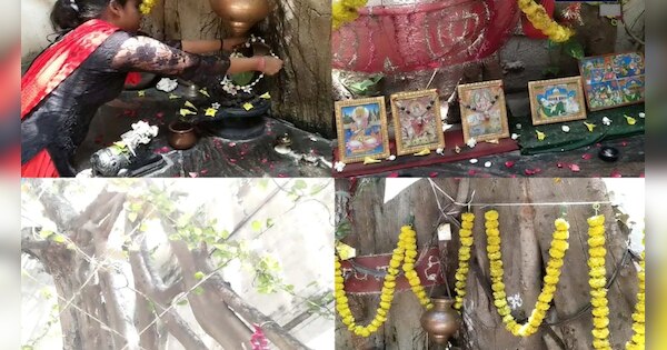 Unique Peepal Tree inside cloth shop in dhamtari stem spread like ...